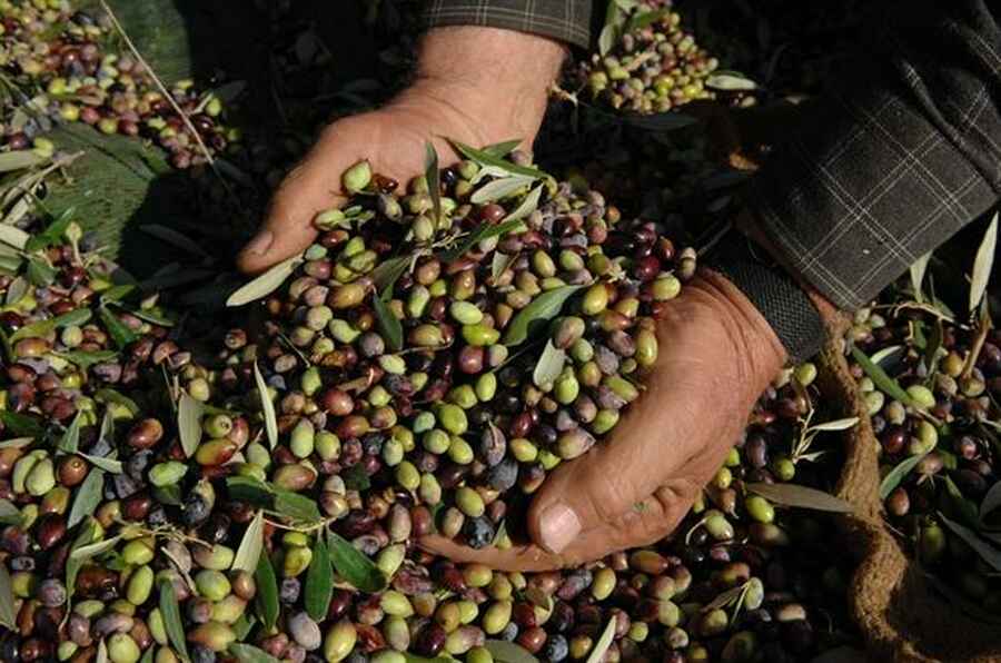 Aυξημένη εκτιμάται η φετινή ελαιοπαραγωγή στην Άρτα χωρίς την εμφάνιση ...