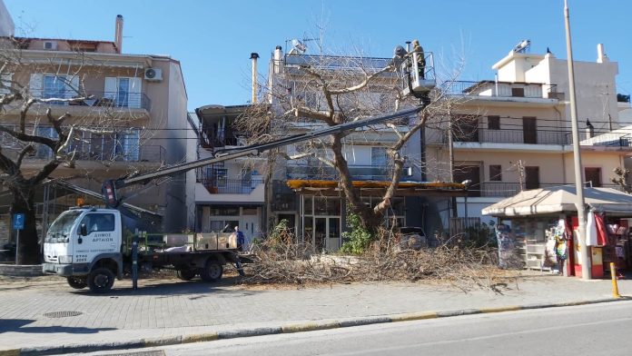 Άρτα: Νέος γύρος κλαδέματος | sovara.gr